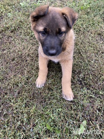 Продам щенка, мама- немецкая овчарка