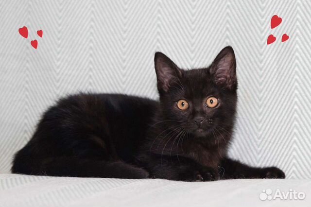 Черный котенок девочка