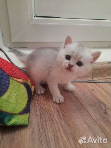 Шотландские котята