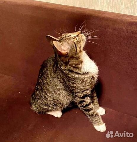 Полосатик-мальчик