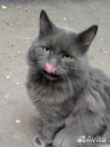 Молодой кот, возможно Нибелунг