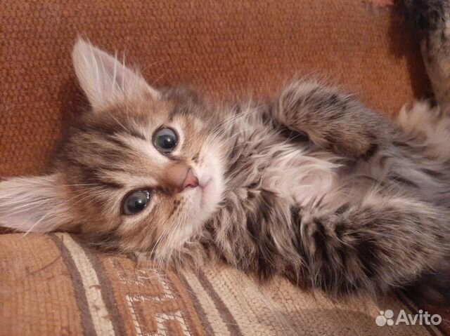 Кошки в добрые руки