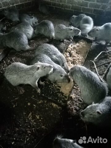 Нутрии на мясо и на завод