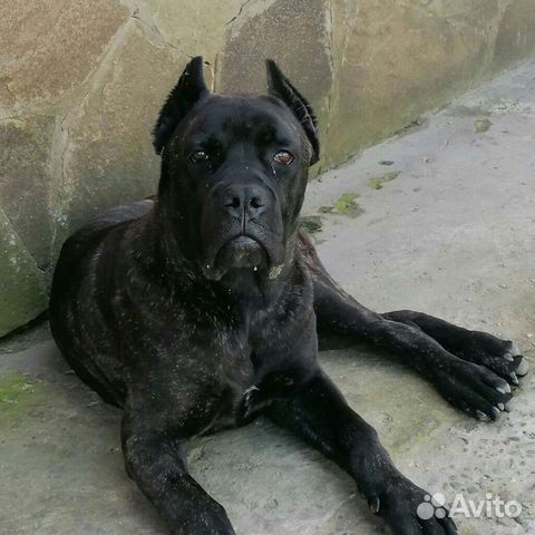 Собака кане Корсо