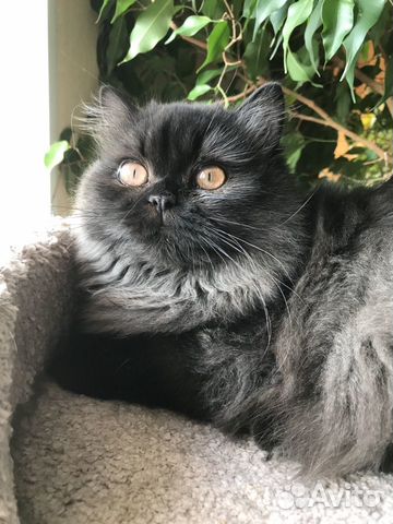 Черная Британская кошка
