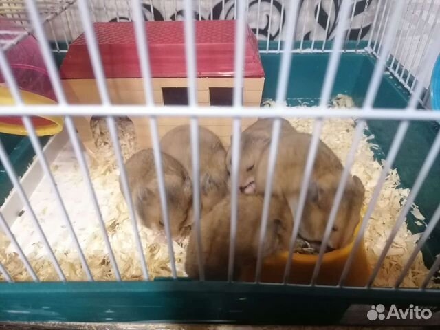 Сирийские хомяков отдаю в добрые руки бесплатно