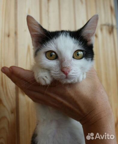 Котенок девочка