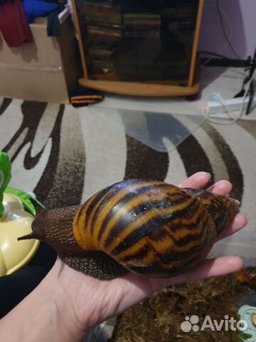 Ахатина тигр (молодняк)