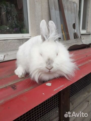 Карликовый кролик(девочка) ей 1 год у нее один пом