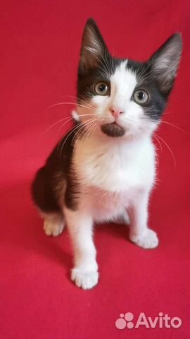 Котёнок Сема в добрые руки