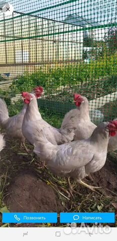 Курицы несушки