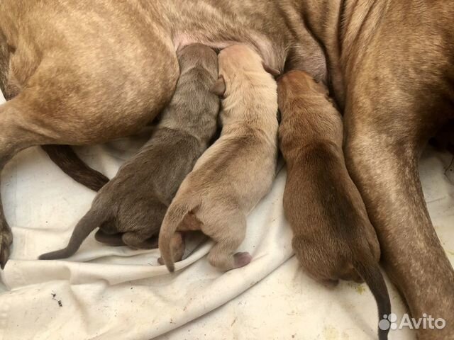 Шоколадные щенки