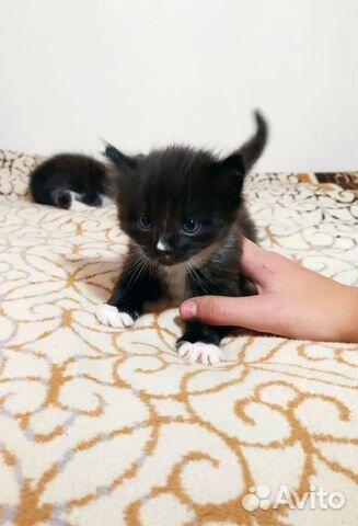 Котята в добрые руки даром