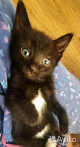 Малютка котик