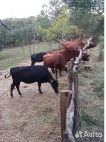 Коровы дойные молочные