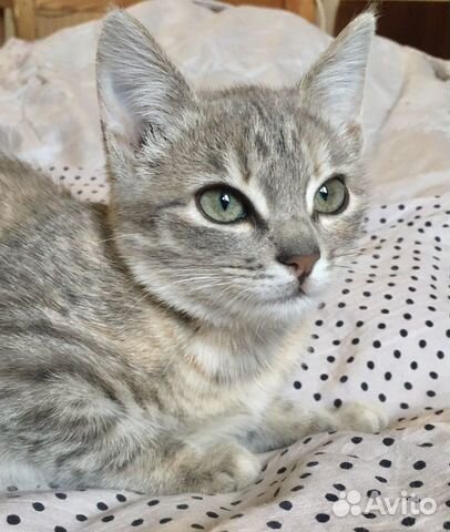 Котеночек в добрые ручки