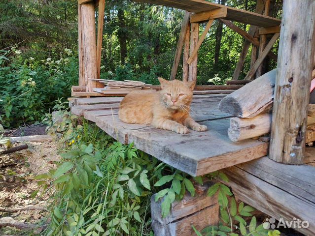 Шикарный рыжий кот