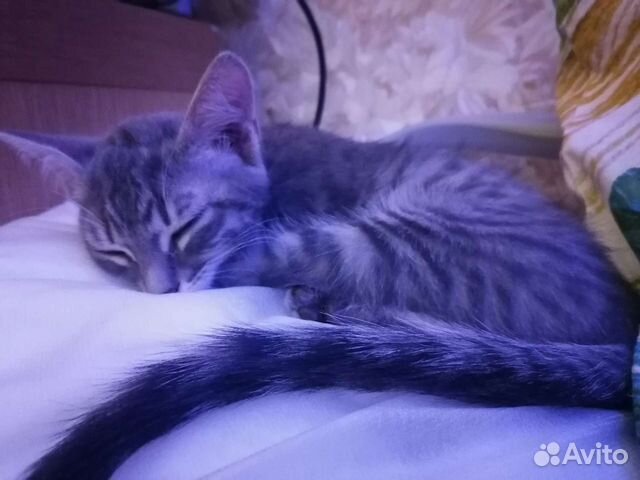Кошка + лоток, миска и лопатка