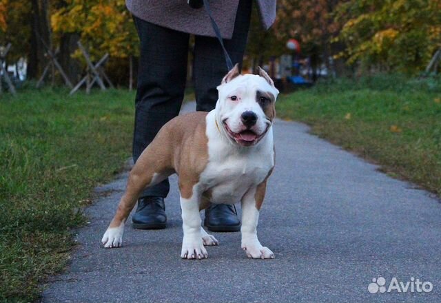 Американский булли