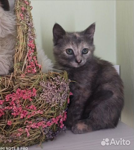 Кошечка черепахового цвета