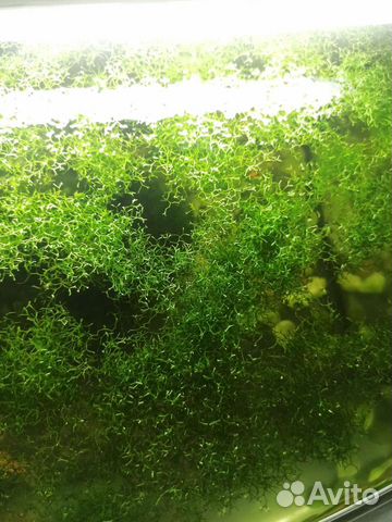 Риччия ряска в аквариум