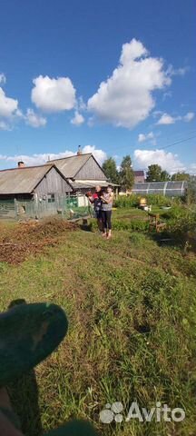 Продам куриц несушек