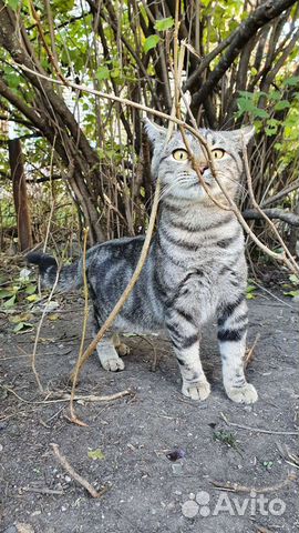 Котик 7-8 месяцев