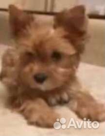 Девчушка цветного йорка