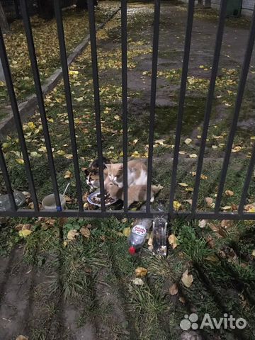 Котята живут в детском саду. Возраст 2 мес ищут до