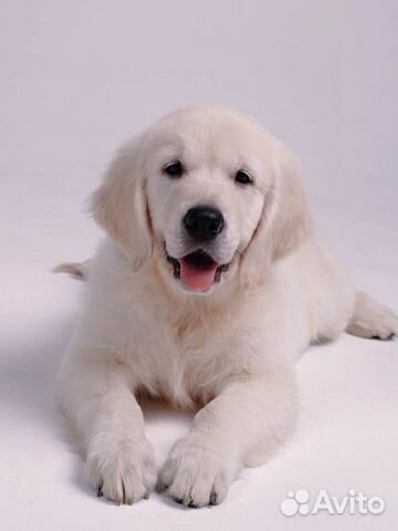 Невероятная девочка голден ретривер