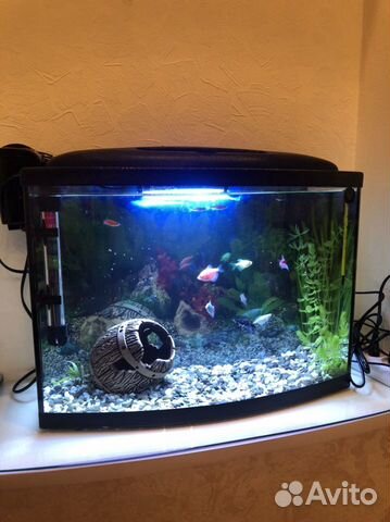 Аквариум с рыбками