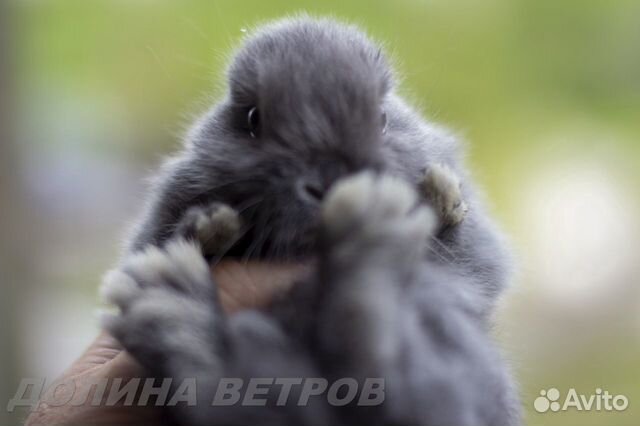Ручные крольчата, самые миниатюрные