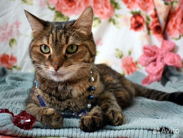 Кошка особенная