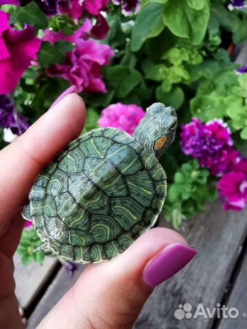 Черепаха красноухая