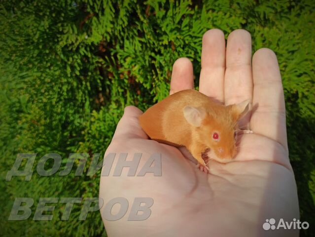 Яркие декоративные мышки для дома
