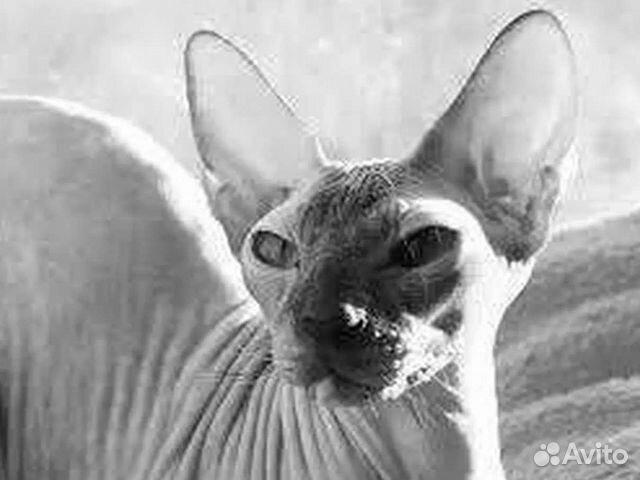 Кошка сфинкс