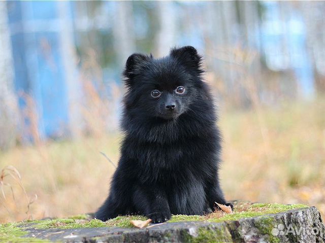 Померанский шпиц, девочка