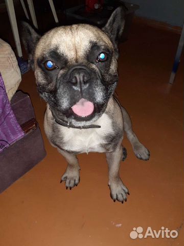Французский бульдог