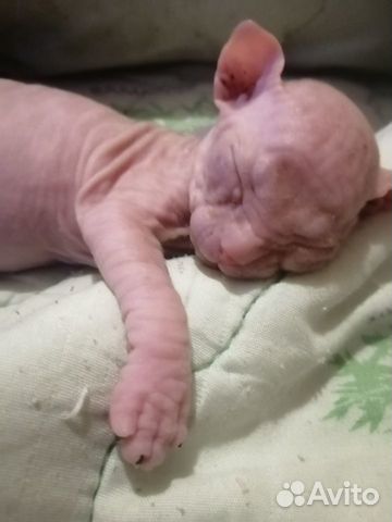 Донской сфинкс