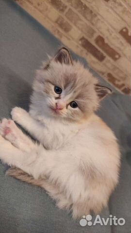 Котёнок Милашка Шерри
