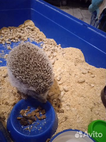 Продам африканских ежат