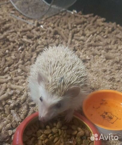 Африканский ежик