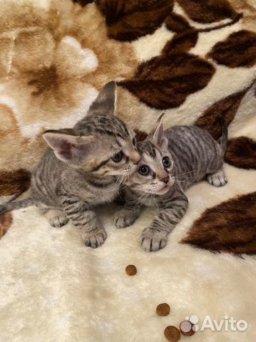 Котята в добрые руки даром