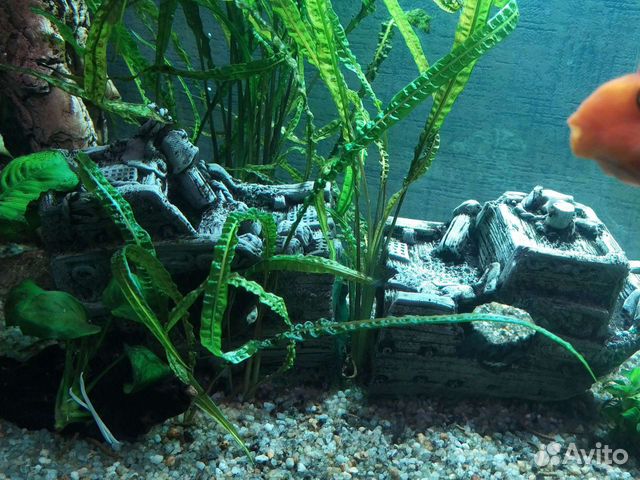 Растения для аквариума