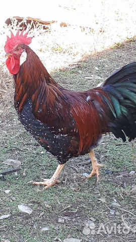 Петухи Породные