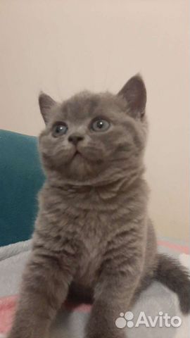 Британская