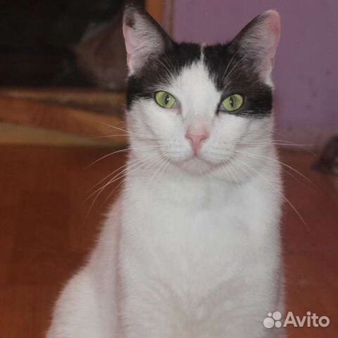 Кот Лакки