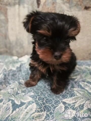 Йоркширский терьер мини