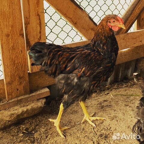 Петух Виандот