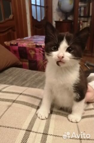 Котенок Морис